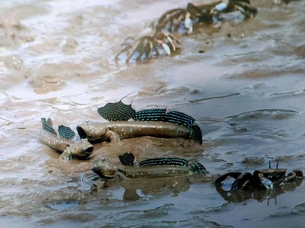 跳鱼图片高清_跳鱼怎么拍才清晰-第1张图片-山城妙识 跳鱼图片高清_跳鱼怎么拍才清晰-第1张图片-山城妙识