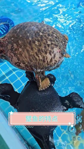 躄鱼怎么养_躄鱼有毒吗-第1张图片-山城妙识 躄鱼怎么养_躄鱼有毒吗-第1张图片-山城妙识