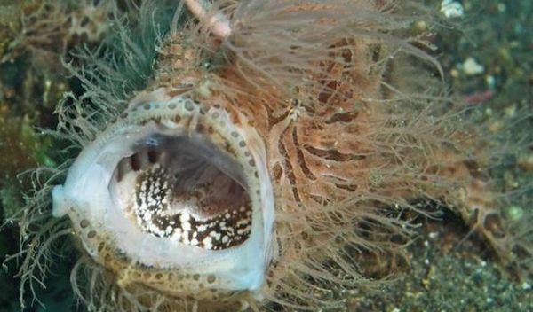 躄鱼怎么养_躄鱼有毒吗-第3张图片-山城妙识 躄鱼怎么养_躄鱼有毒吗-第3张图片-山城妙识