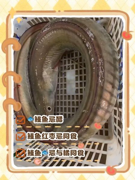 鳗鱼的功效与作用禁忌_哪些人不能吃鳗鱼-第2张图片-山城妙识 鳗鱼的功效与作用禁忌_哪些人不能吃鳗鱼-第2张图片-山城妙识