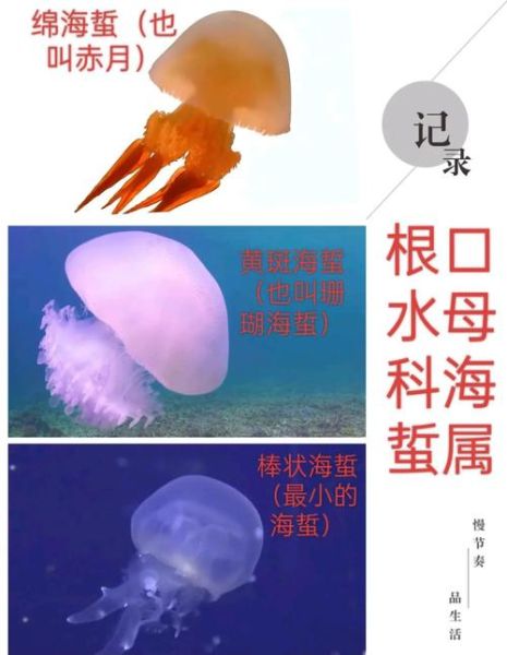 海蜇和水母的区别_高清大图怎么找-第1张图片-山城妙识