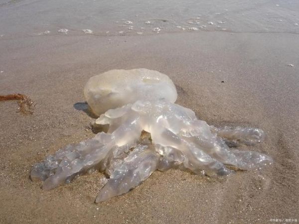 海蜇和水母的区别_高清大图怎么找-第3张图片-山城妙识