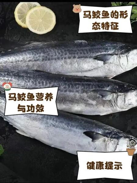马鲛鱼是什么鱼_马鲛鱼多少钱一斤-第1张图片-山城妙识