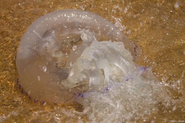 海蜇和水母的区别_高清大图怎么找-第2张图片-山城妙识