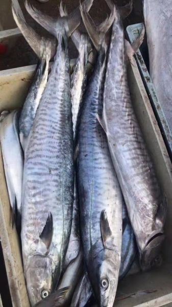 马鲛鱼是什么鱼_马鲛鱼多少钱一斤-第3张图片-山城妙识