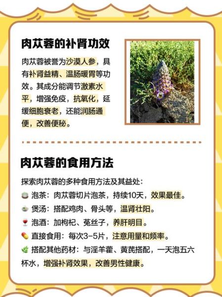 野生肉苁蓉长什么样_如何辨别真假野生肉苁蓉-第2张图片-山城妙识 野生肉苁蓉长什么样_如何辨别真假野生肉苁蓉-第2张图片-山城妙识