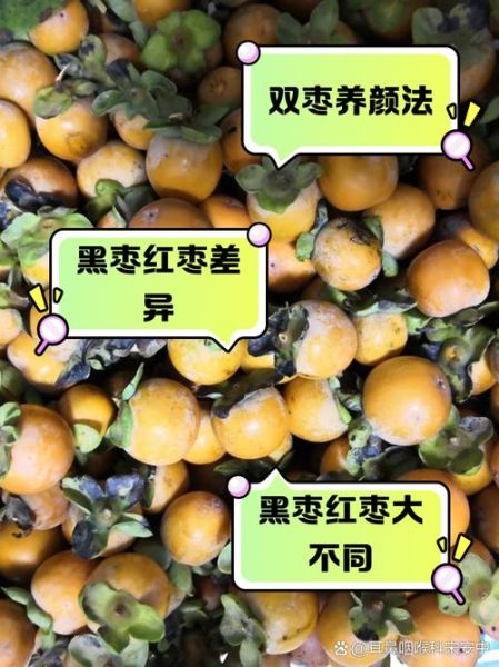 黑枣的功效与作用_黑枣和红枣的区别-第2张图片-山城妙识 黑枣的功效与作用_黑枣和红枣的区别-第2张图片-山城妙识