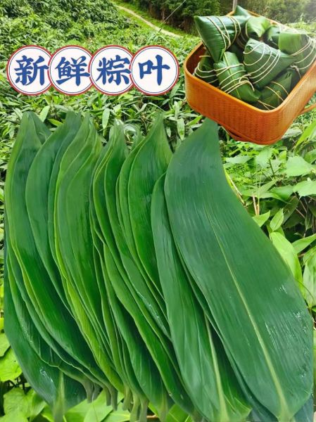 野生粽叶图片_如何辨别真假-第2张图片-山城妙识 野生粽叶图片_如何辨别真假-第2张图片-山城妙识