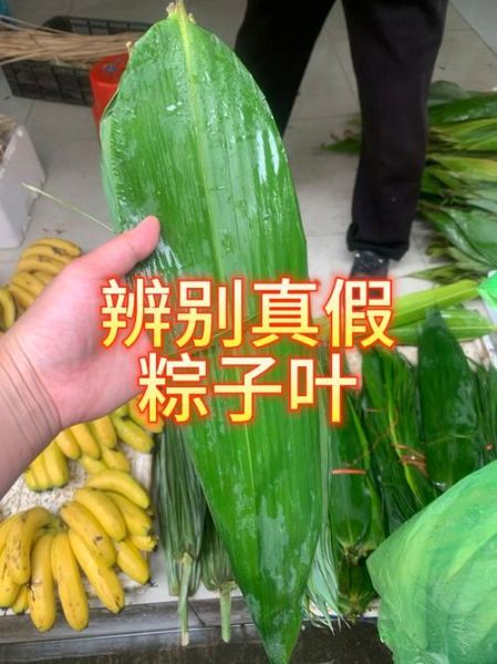野生粽叶图片_如何辨别真假-第1张图片-山城妙识 野生粽叶图片_如何辨别真假-第1张图片-山城妙识