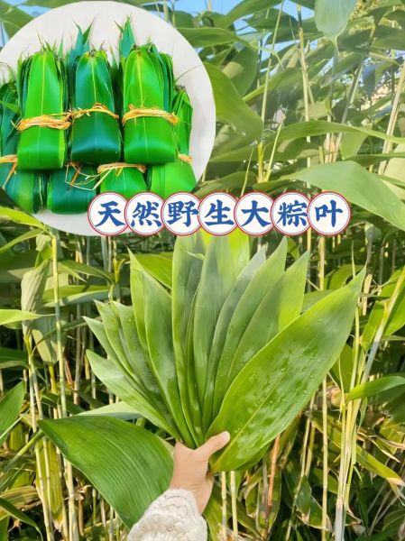 野生粽叶图片_如何辨别真假-第3张图片-山城妙识 野生粽叶图片_如何辨别真假-第3张图片-山城妙识