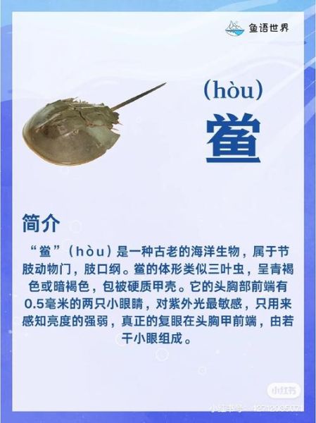 鲎是保护动物吗_鲎几级保护动物-第2张图片-山城妙识 鲎是保护动物吗_鲎几级保护动物-第2张图片-山城妙识