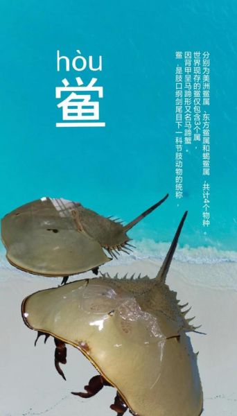 鲎是保护动物吗_鲎几级保护动物-第1张图片-山城妙识 鲎是保护动物吗_鲎几级保护动物-第1张图片-山城妙识