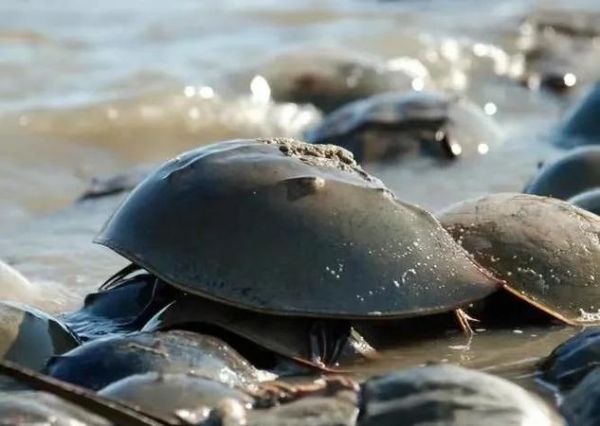 鲎是保护动物吗_鲎几级保护动物-第3张图片-山城妙识 鲎是保护动物吗_鲎几级保护动物-第3张图片-山城妙识