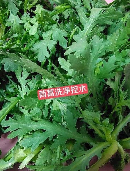 茼蒿蒸菜怎么做不黄又入味_蒸茼蒿菜需要焯水吗-第3张图片-山城妙识 茼蒿蒸菜怎么做不黄又入味_蒸茼蒿菜需要焯水吗-第3张图片-山城妙识