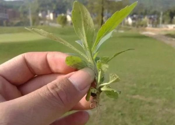 鲫鱼胆草长什么样_鲫鱼胆草和龙胆草区别-第3张图片-山城妙识 鲫鱼胆草长什么样_鲫鱼胆草和龙胆草区别-第3张图片-山城妙识