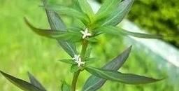 鲫鱼胆草长什么样_鲫鱼胆草和龙胆草区别-第2张图片-山城妙识 鲫鱼胆草长什么样_鲫鱼胆草和龙胆草区别-第2张图片-山城妙识