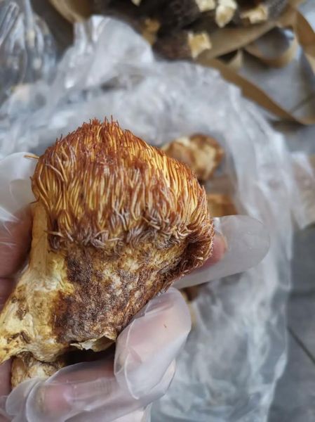 野生猴头菇长什么样_如何辨别真假野生猴头菇-第1张图片-山城妙识 野生猴头菇长什么样_如何辨别真假野生猴头菇-第1张图片-山城妙识