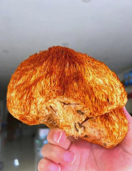 野生猴头菇长什么样_如何辨别真假野生猴头菇-第2张图片-山城妙识 野生猴头菇长什么样_如何辨别真假野生猴头菇-第2张图片-山城妙识