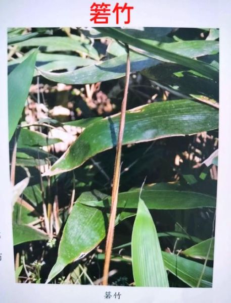 箬竹叶怎么挑选_箬竹叶有哪些功效-第1张图片-山城妙识 箬竹叶怎么挑选_箬竹叶有哪些功效-第1张图片-山城妙识