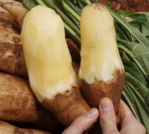 雪莲果吃死人是真的吗_雪莲果中毒症状-第1张图片-山城妙识 雪莲果吃死人是真的吗_雪莲果中毒症状-第1张图片-山城妙识