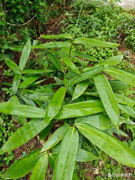 箬竹叶怎么挑选_箬竹叶有哪些功效-第2张图片-山城妙识 箬竹叶怎么挑选_箬竹叶有哪些功效-第2张图片-山城妙识