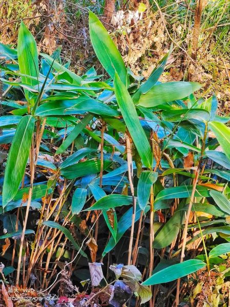 箬竹叶怎么挑选_箬竹叶有哪些功效-第3张图片-山城妙识 箬竹叶怎么挑选_箬竹叶有哪些功效-第3张图片-山城妙识