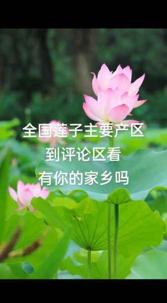 莲子产地哪里最正宗_莲子产地排行榜-第1张图片-山城妙识