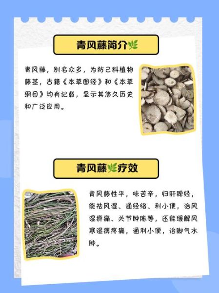 青风藤的别名叫什么_青风藤别名大全-第2张图片-山城妙识