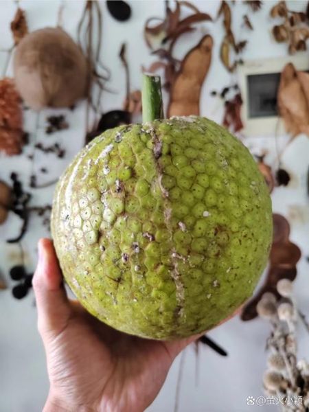 猴面包树果实好吃吗_猴面包树果实口感怎么样-第3张图片-山城妙识 猴面包树果实好吃吗_猴面包树果实口感怎么样-第3张图片-山城妙识