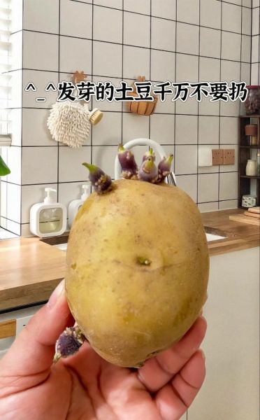 轻微发芽的土豆能吃吗_土豆发芽削掉还能吃吗-第1张图片-山城妙识 轻微发芽的土豆能吃吗_土豆发芽削掉还能吃吗-第1张图片-山城妙识
