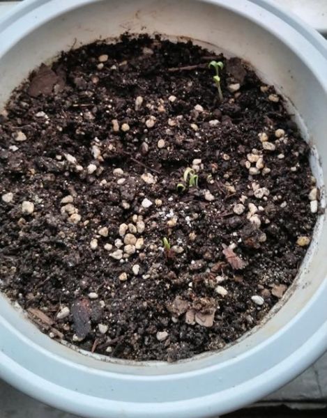 香菜种子要泡多久才能种_香菜种子催芽技巧-第1张图片-山城妙识 香菜种子要泡多久才能种_香菜种子催芽技巧-第1张图片-山城妙识