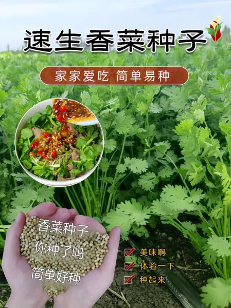 香菜种子要泡多久才能种_香菜种子催芽技巧-第2张图片-山城妙识 香菜种子要泡多久才能种_香菜种子催芽技巧-第2张图片-山城妙识