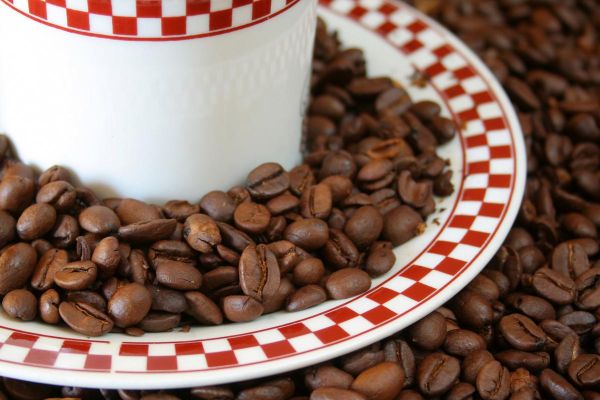 麝香猫咖啡是什么_麝香猫咖啡多少钱一斤-第1张图片-山城妙识 麝香猫咖啡是什么_麝香猫咖啡多少钱一斤-第1张图片-山城妙识