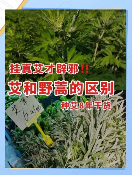 艾草与艾草的区别图片_如何分辨真假艾草-第2张图片-山城妙识 艾草与艾草的区别图片_如何分辨真假艾草-第2张图片-山城妙识