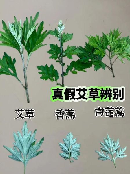 艾草与艾草的区别图片_如何分辨真假艾草-第1张图片-山城妙识 艾草与艾草的区别图片_如何分辨真假艾草-第1张图片-山城妙识