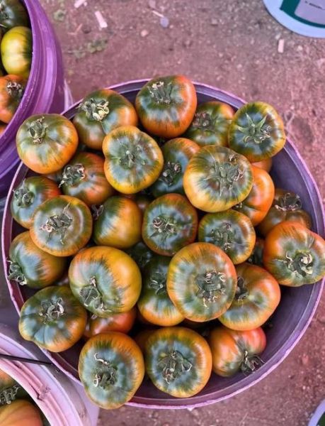 草莓柿子营养价值_草莓柿子功效与作用-第1张图片-山城妙识 草莓柿子营养价值_草莓柿子功效与作用-第1张图片-山城妙识