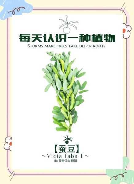 蚕豆病长大后会好吗_蚕豆病成年能自愈吗-第2张图片-山城妙识 蚕豆病长大后会好吗_蚕豆病成年能自愈吗-第2张图片-山城妙识