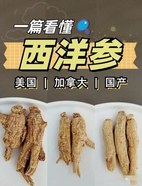 西洋参图片真假鉴别_西洋参功效与作用怎么吃-第1张图片-山城妙识 西洋参图片真假鉴别_西洋参功效与作用怎么吃-第1张图片-山城妙识