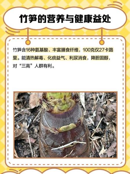 小竹笋的功效与作用_小竹笋的禁忌有哪些-第1张图片-山城妙识 小竹笋的功效与作用_小竹笋的禁忌有哪些-第1张图片-山城妙识
