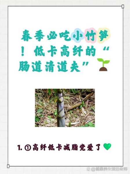 小竹笋的功效与作用_小竹笋的禁忌有哪些-第3张图片-山城妙识 小竹笋的功效与作用_小竹笋的禁忌有哪些-第3张图片-山城妙识