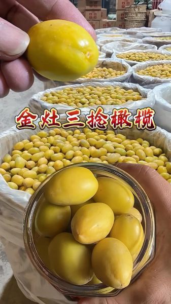 金玉三捻橄榄价格多少钱一斤_金玉三捻橄榄为什么这么贵-第2张图片-山城妙识 金玉三捻橄榄价格多少钱一斤_金玉三捻橄榄为什么这么贵-第2张图片-山城妙识