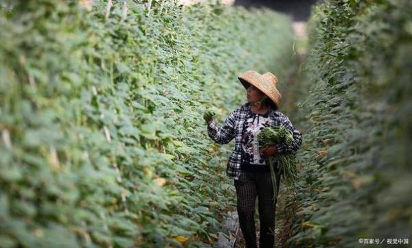 豆角网电视剧网怎么找最新资源_豆角网电视剧网安全吗-第2张图片-山城妙识 豆角网电视剧网怎么找最新资源_豆角网电视剧网安全吗-第2张图片-山城妙识