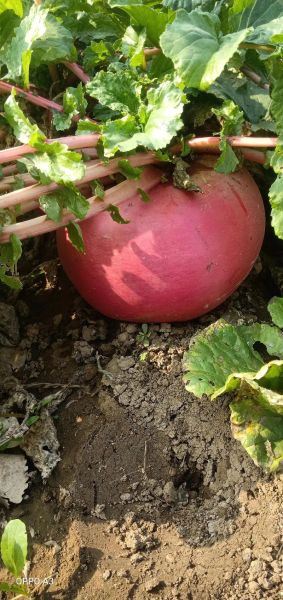 萝卜开会是什么_萝卜开会怎么用-第2张图片-山城妙识 萝卜开会是什么_萝卜开会怎么用-第2张图片-山城妙识