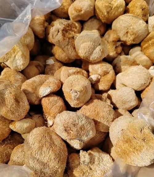 猴头菇多少钱一斤_猴头菇价格为何差距大-第1张图片-山城妙识 猴头菇多少钱一斤_猴头菇价格为何差距大-第1张图片-山城妙识