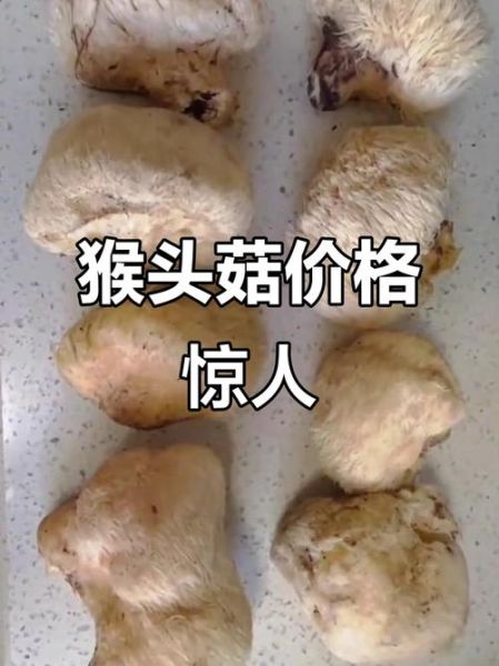 猴头菇多少钱一斤_猴头菇价格为何差距大-第3张图片-山城妙识 猴头菇多少钱一斤_猴头菇价格为何差距大-第3张图片-山城妙识
