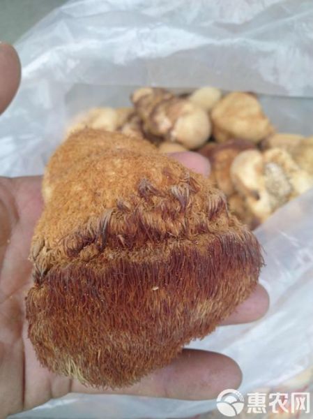 猴头菇多少钱一斤_猴头菇价格为何差距大-第2张图片-山城妙识 猴头菇多少钱一斤_猴头菇价格为何差距大-第2张图片-山城妙识