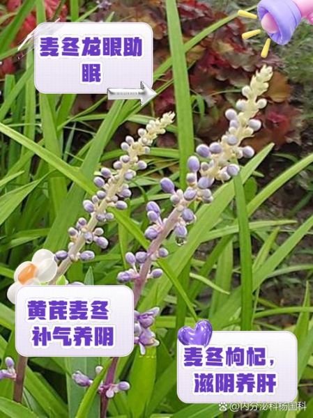 麦冬和什么一起泡最好_麦冬搭配禁忌-第1张图片-山城妙识 麦冬和什么一起泡最好_麦冬搭配禁忌-第1张图片-山城妙识