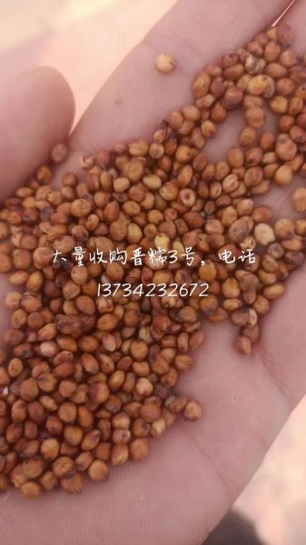 高粱价格最新报价2021_高粱多少钱一斤-第1张图片-山城妙识