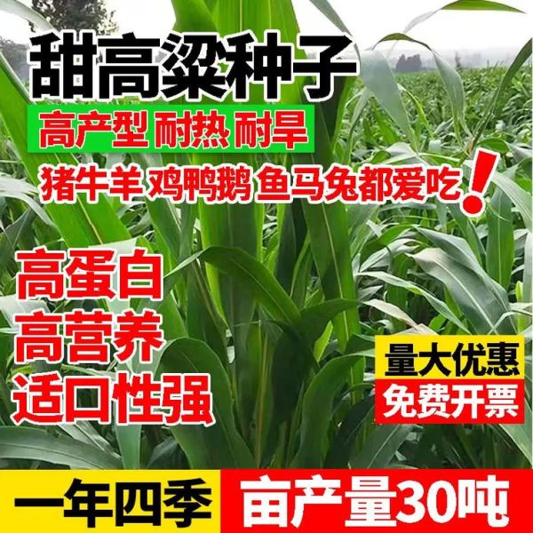 高粱价格最新报价2021_高粱多少钱一斤-第2张图片-山城妙识