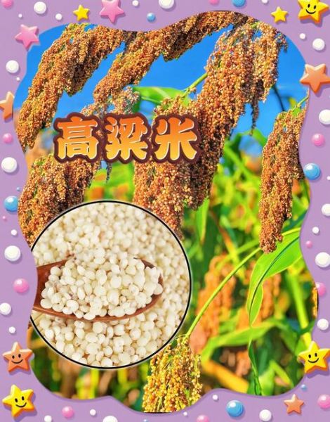 高粱价格最新报价2021_高粱多少钱一斤-第3张图片-山城妙识